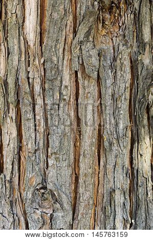 Cortex Tree Old Rural Image & Photo (Free Trial) | Bigstock