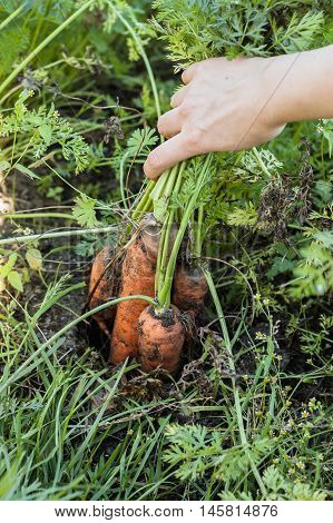 Pulling Carrots Ground Image & Photo (Free Trial) | Bigstock