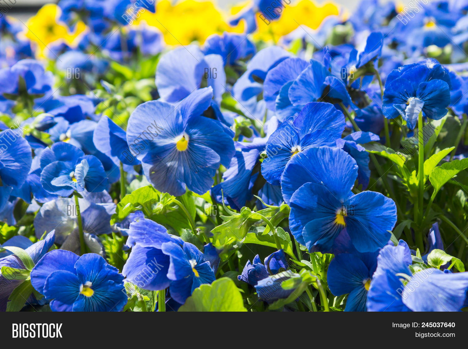 Flower Garden Sunny Image & Photo (Free Trial) | Bigstock