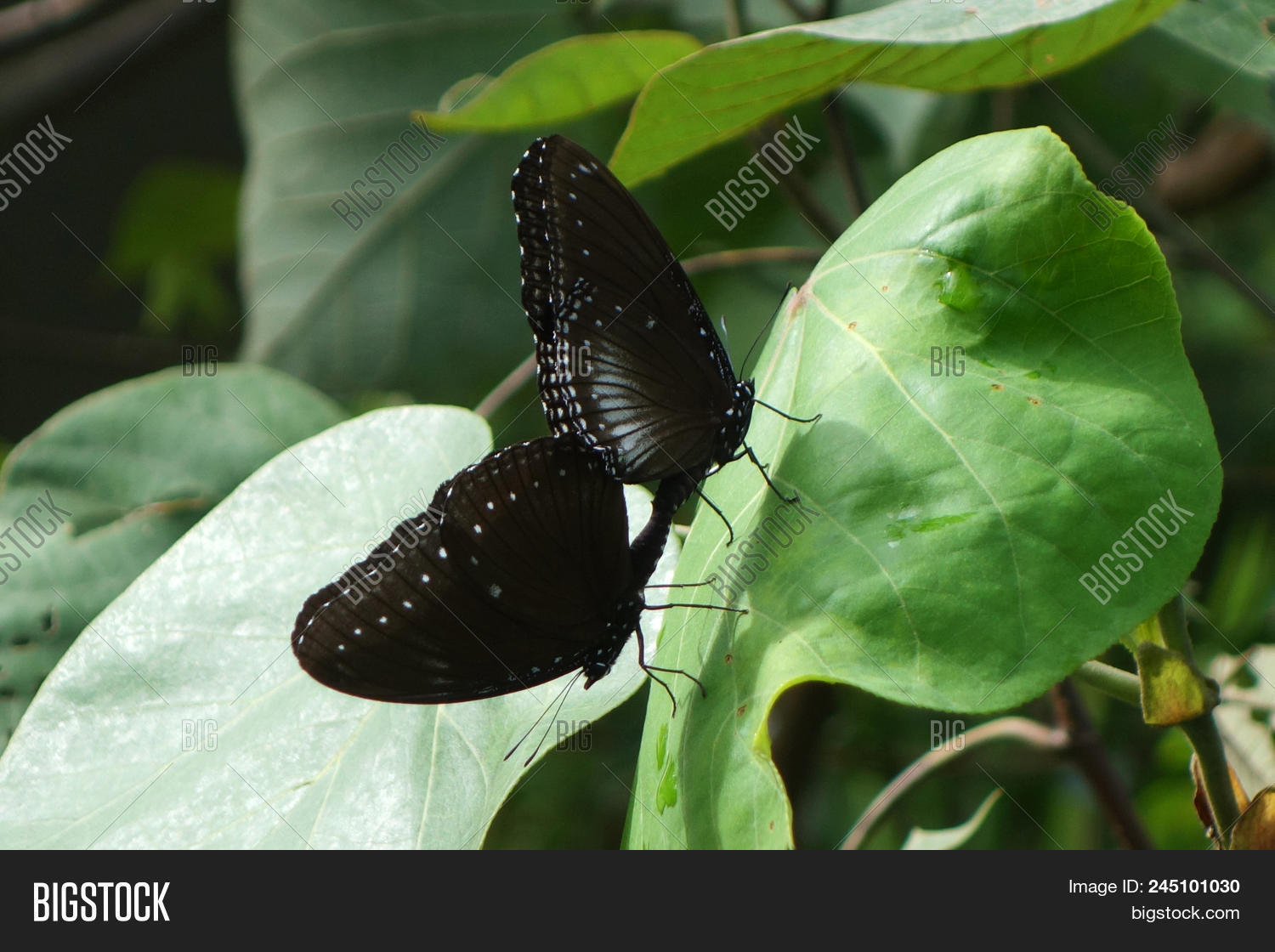 Coupling Mating Image & Photo (Free Trial) | Bigstock