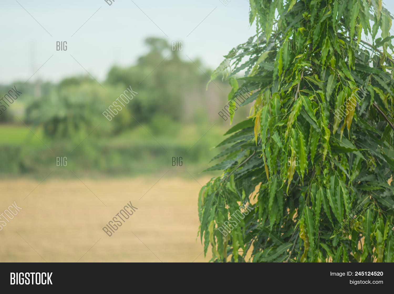 Calocedrus Macrolepis Image & Photo (Free Trial) | Bigstock