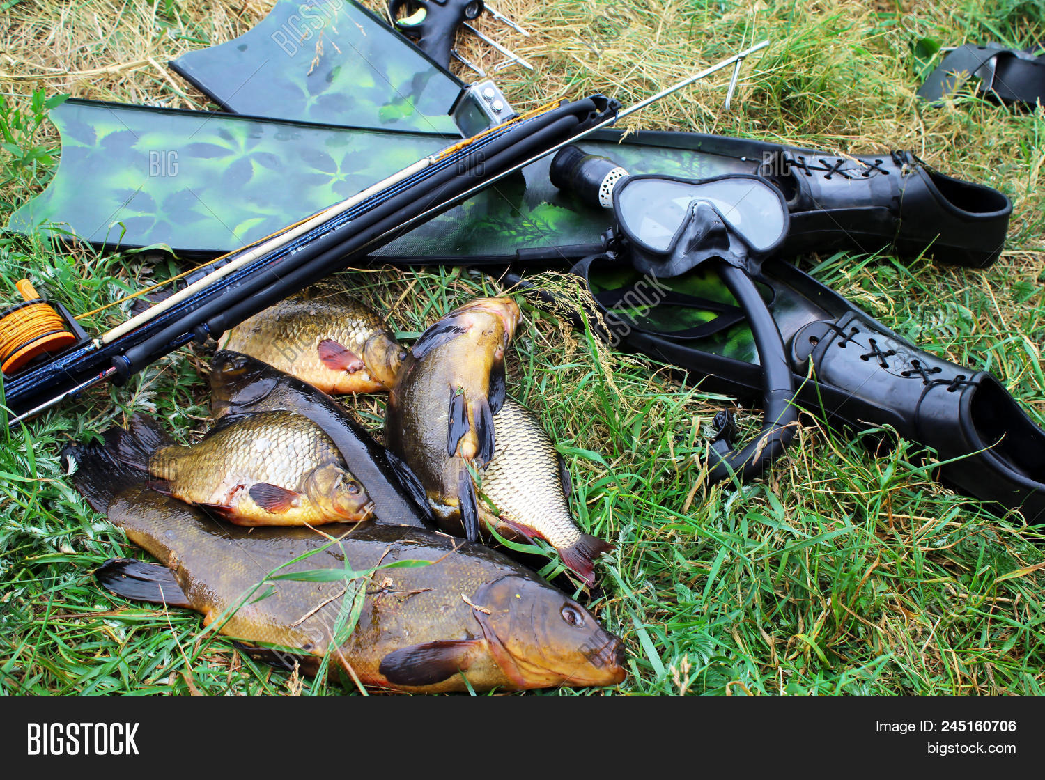 Spearfishing. Flippers Image & Photo (Free Trial) | Bigstock