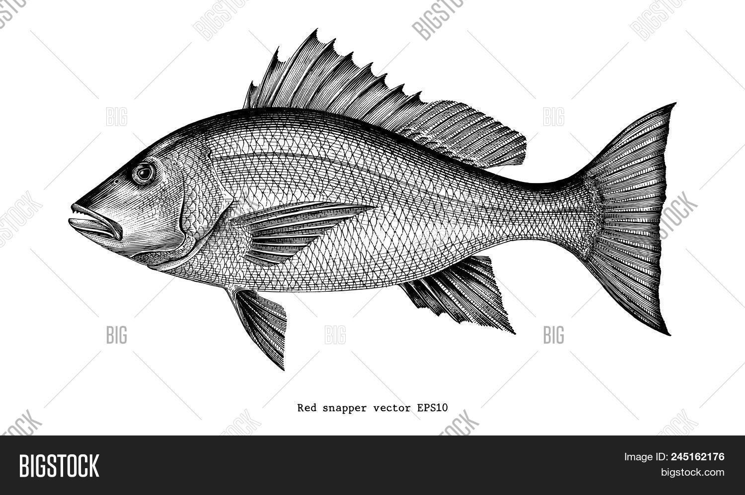 Red Snapper Hand Vector & Photo (Free Trial) | Bigstock