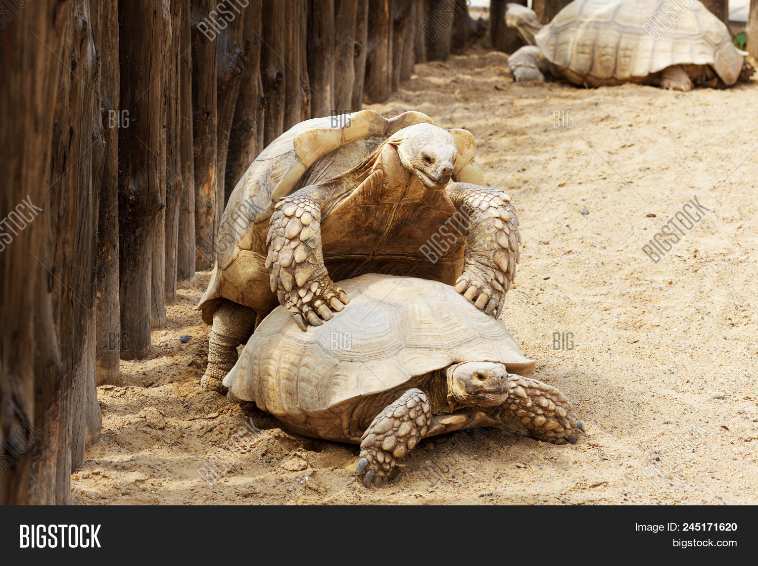Mating Giant Gray Image & Photo (Free Trial) | Bigstock