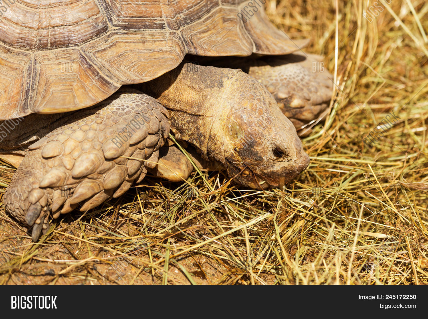 Very Large Turtle Image & Photo (Free Trial) | Bigstock