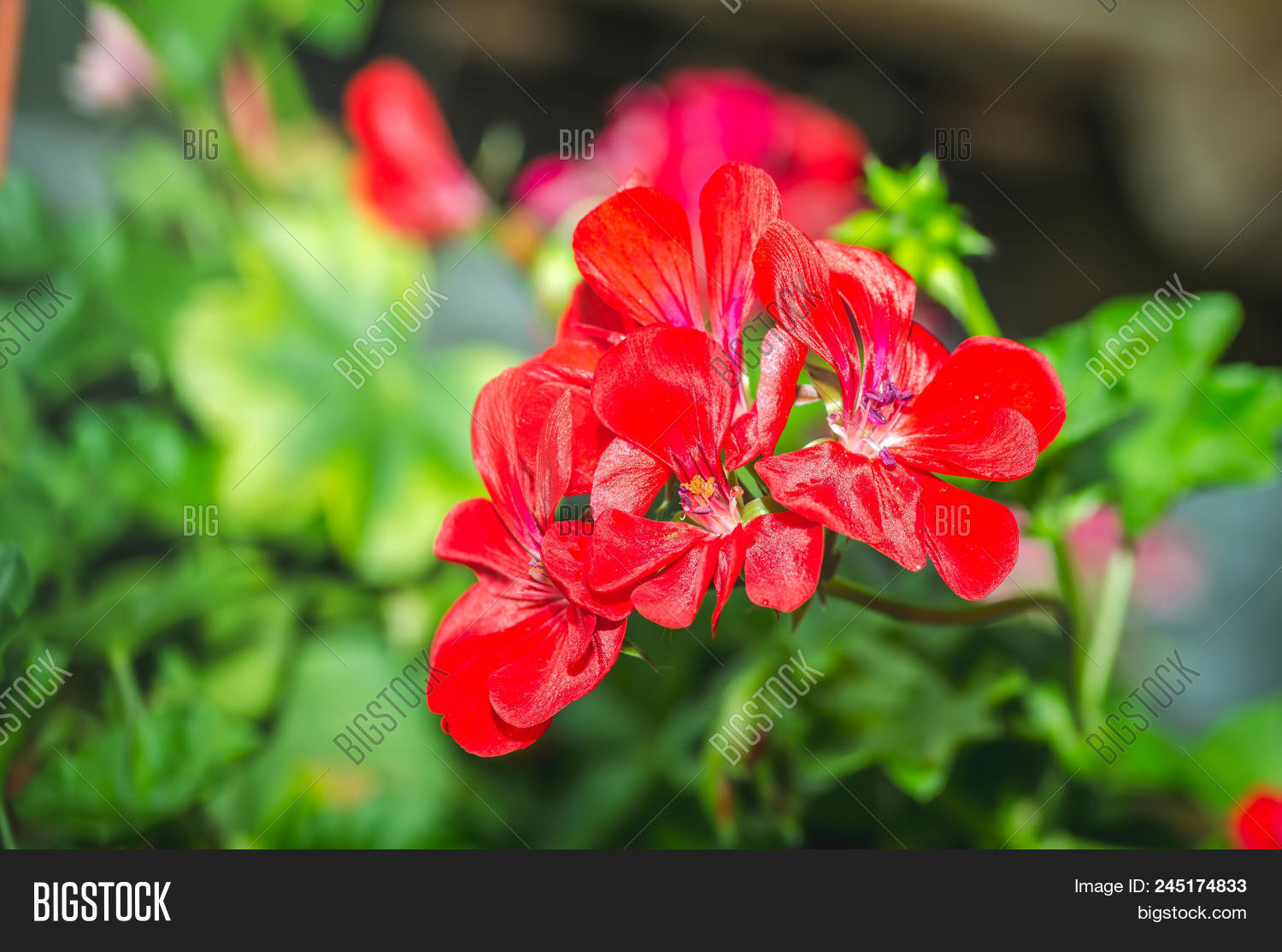 Beautiful Red Pink Image & Photo (Free Trial) | Bigstock