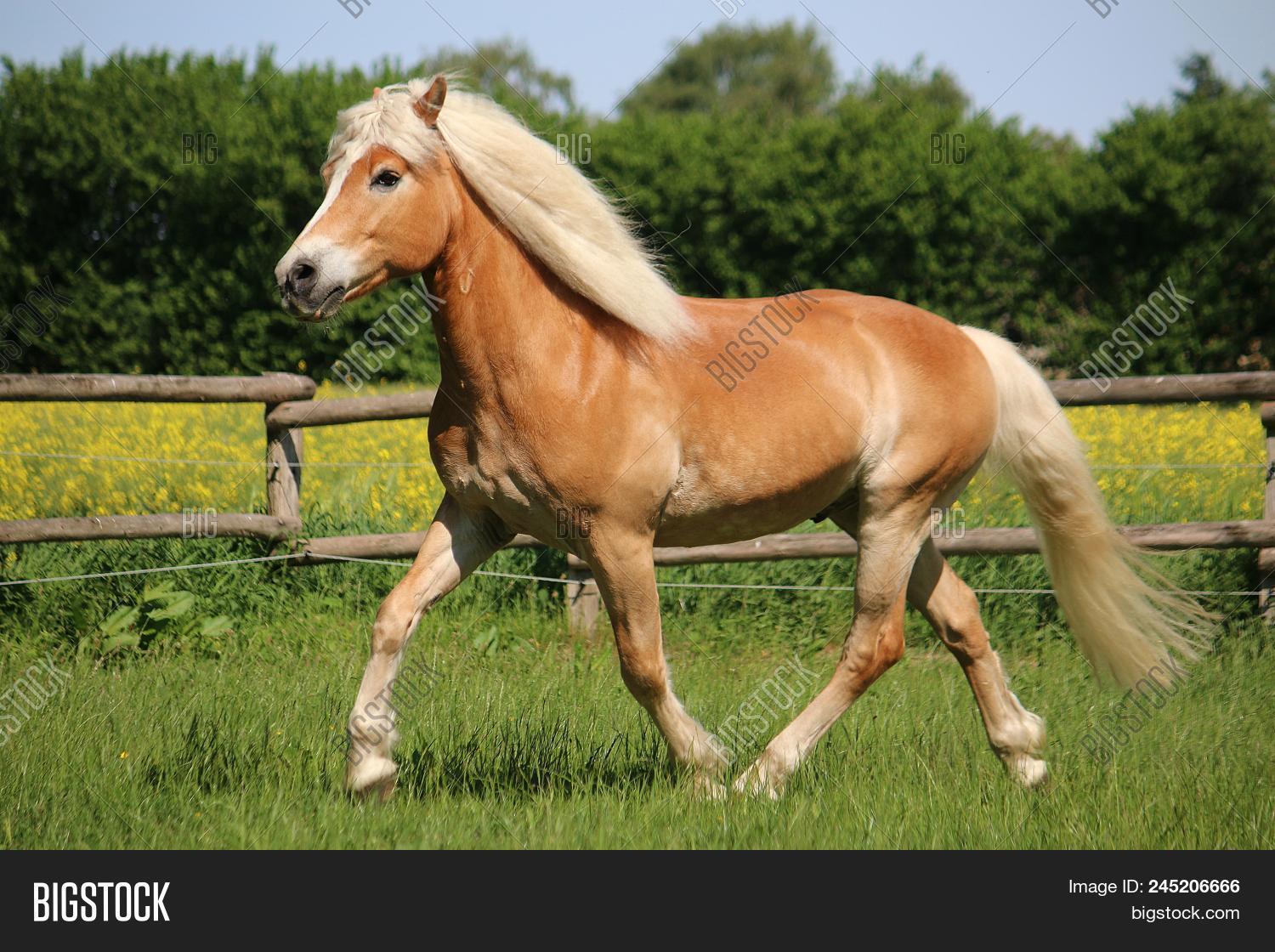 Beautiful Haflinger Image & Photo (Free Trial) | Bigstock