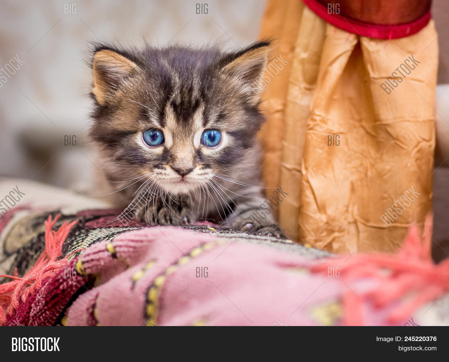 Little Striped Kitty Image & Photo (Free Trial) | Bigstock