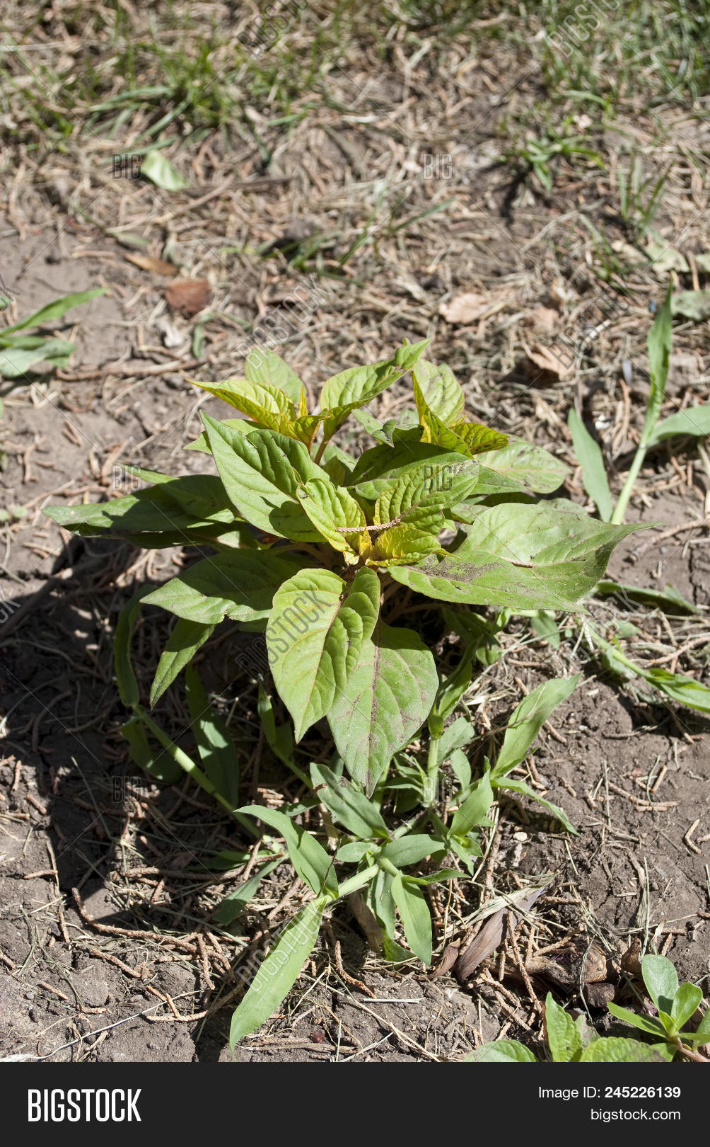 Weed Medicinal Plant Image & Photo (Free Trial) | Bigstock