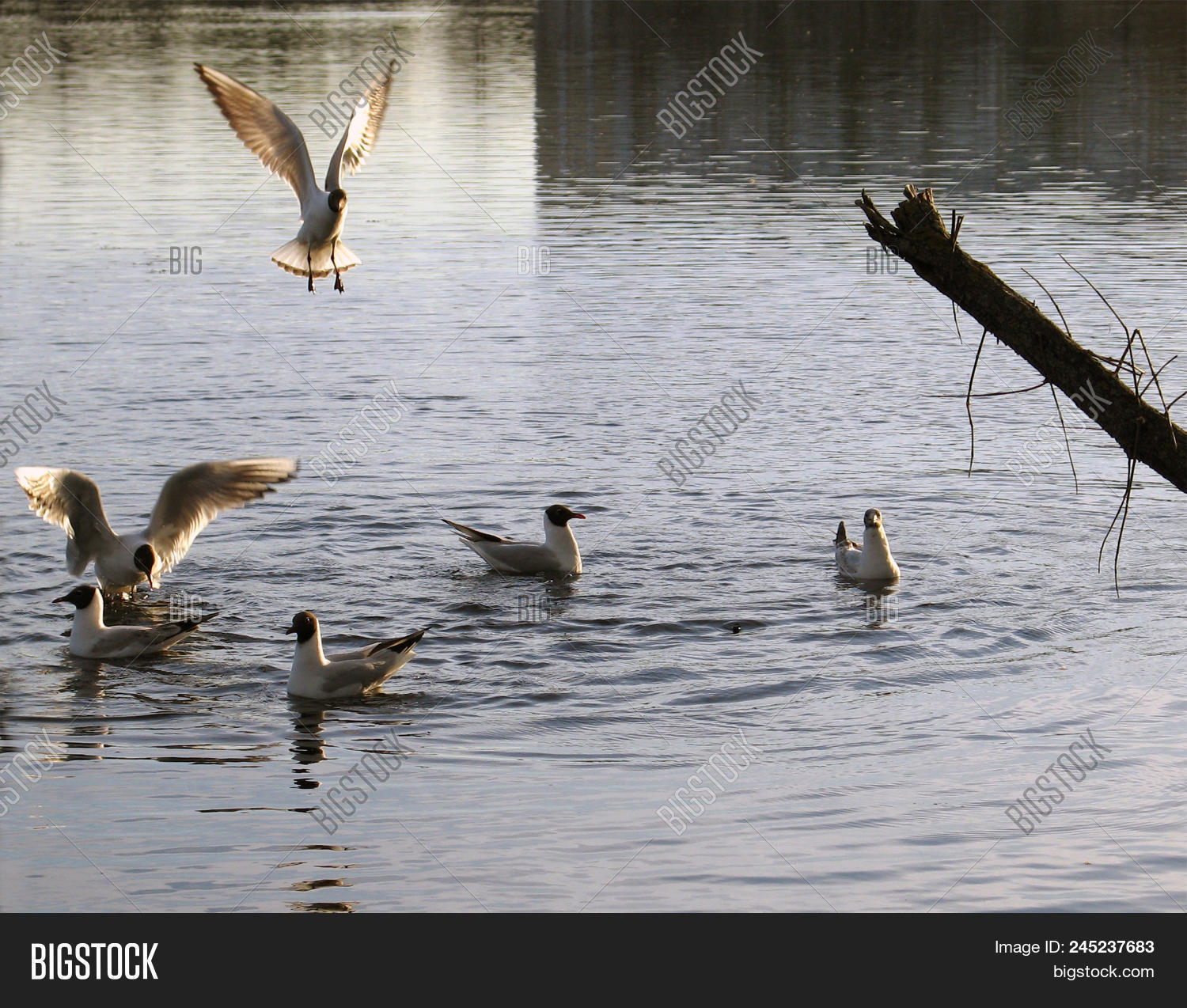 Flock Sea Gulls Image & Photo (Free Trial) | Bigstock