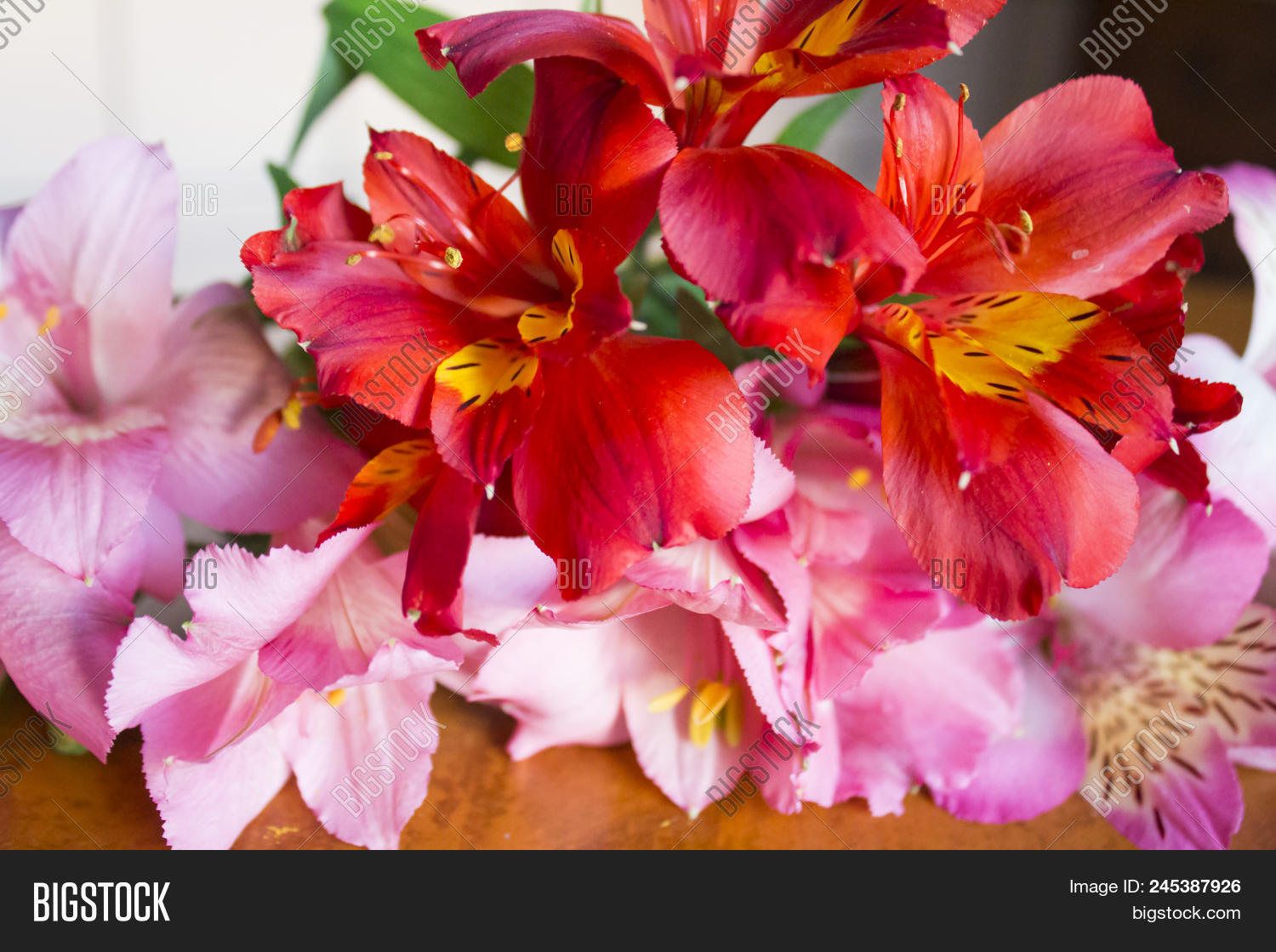 Flower Garden Sunny Image & Photo (Free Trial) | Bigstock