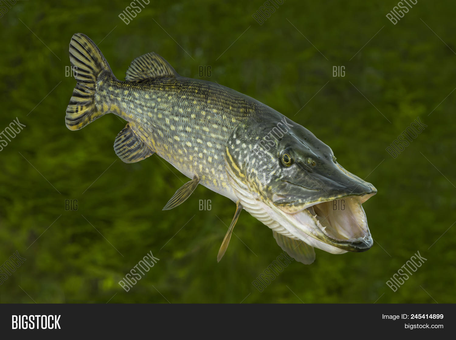Fishing. Big Live Pike Image & Photo (Free Trial) | Bigstock