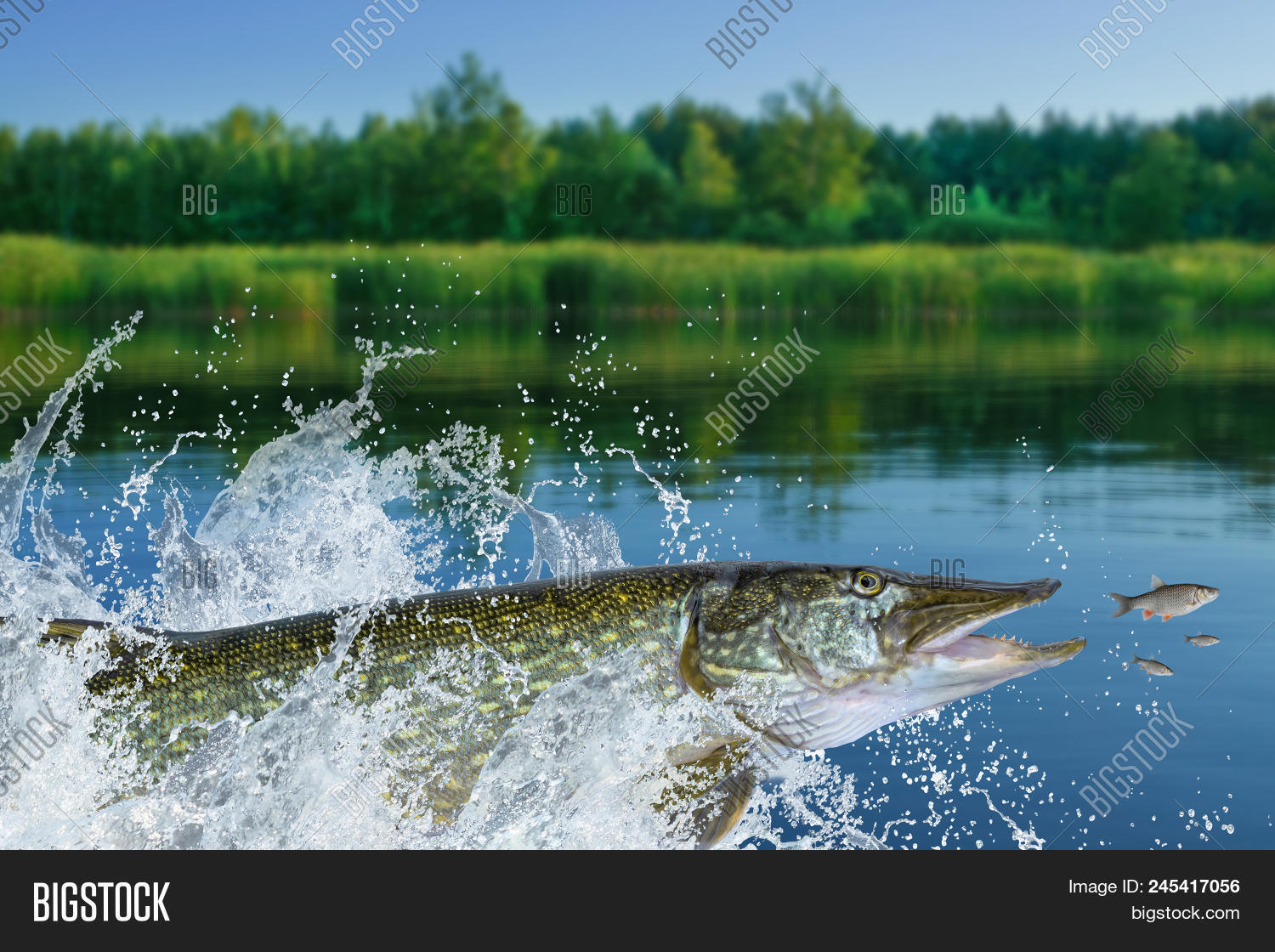 Fishing. Big Pike Fish Image & Photo (Free Trial) | Bigstock