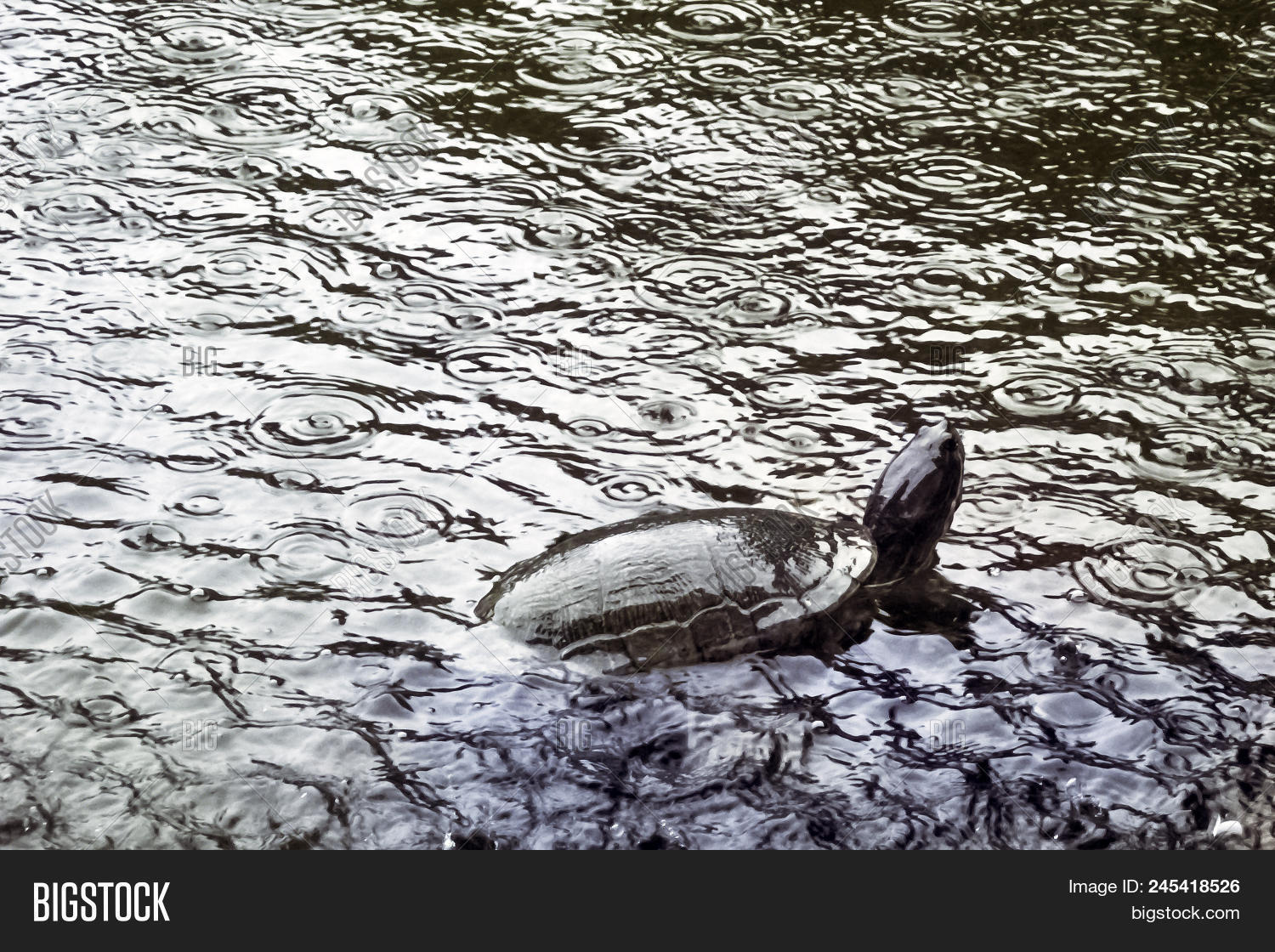 Cuban Slider ( Image & Photo (Free Trial) | Bigstock