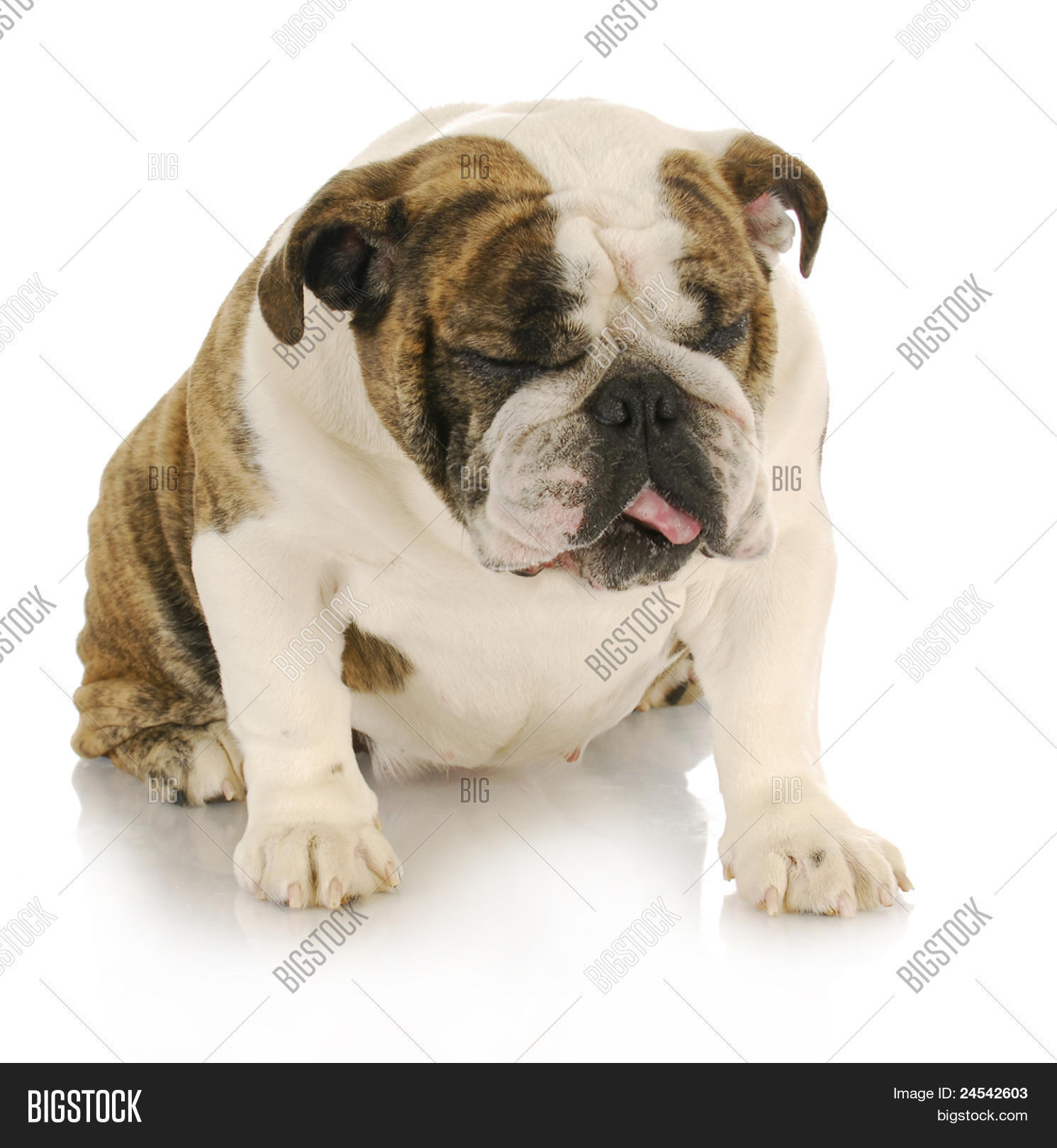 Disgusted Dog - Image & Photo (Free Trial) | Bigstock