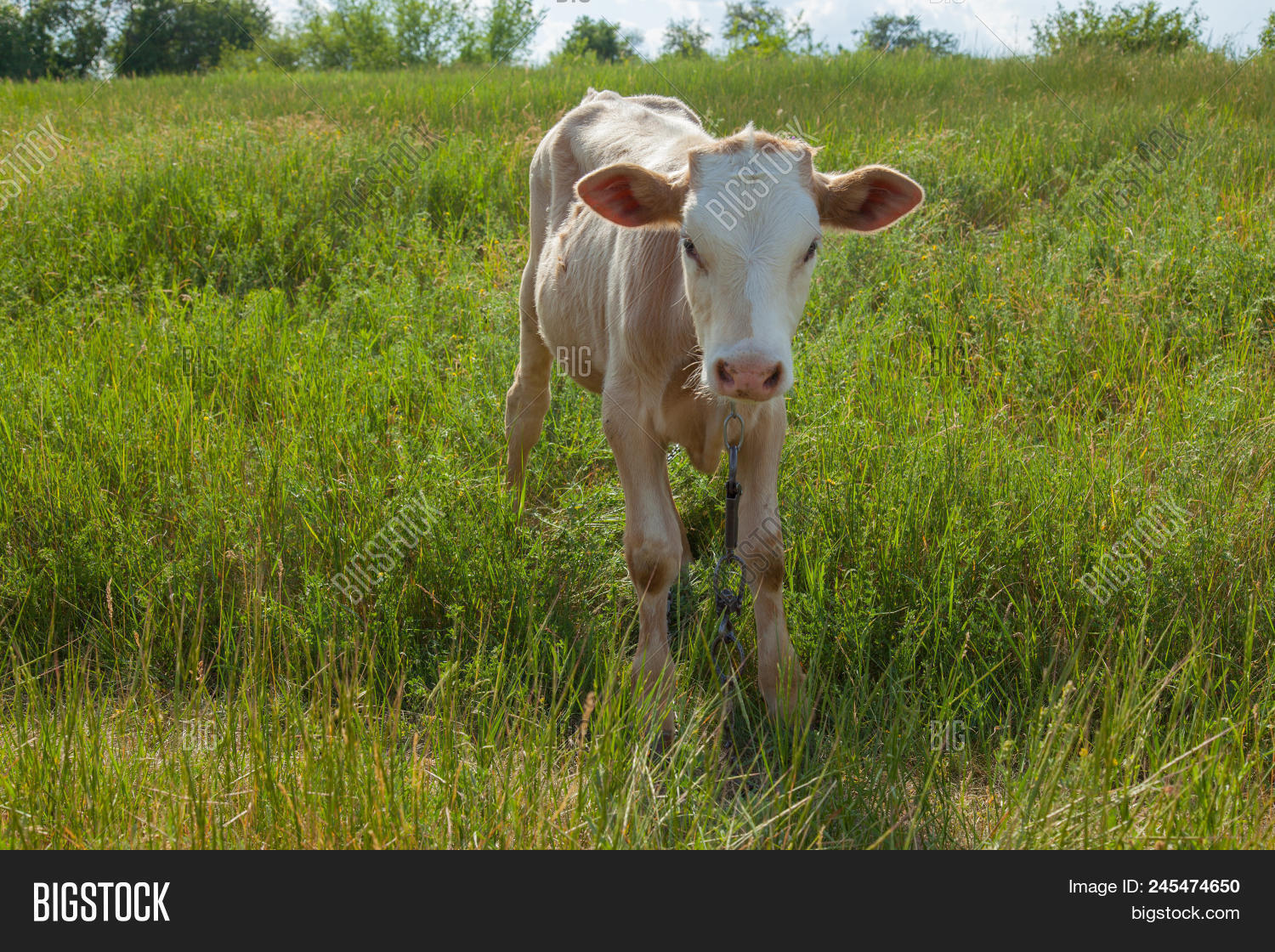 Light Bull Pasture Image & Photo (Free Trial) | Bigstock