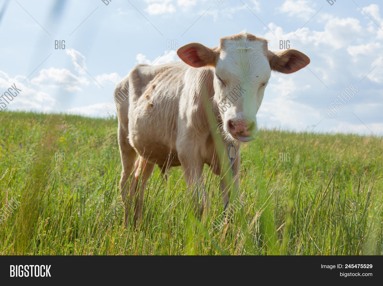 Light Bull Pasture Image & Photo (Free Trial) | Bigstock