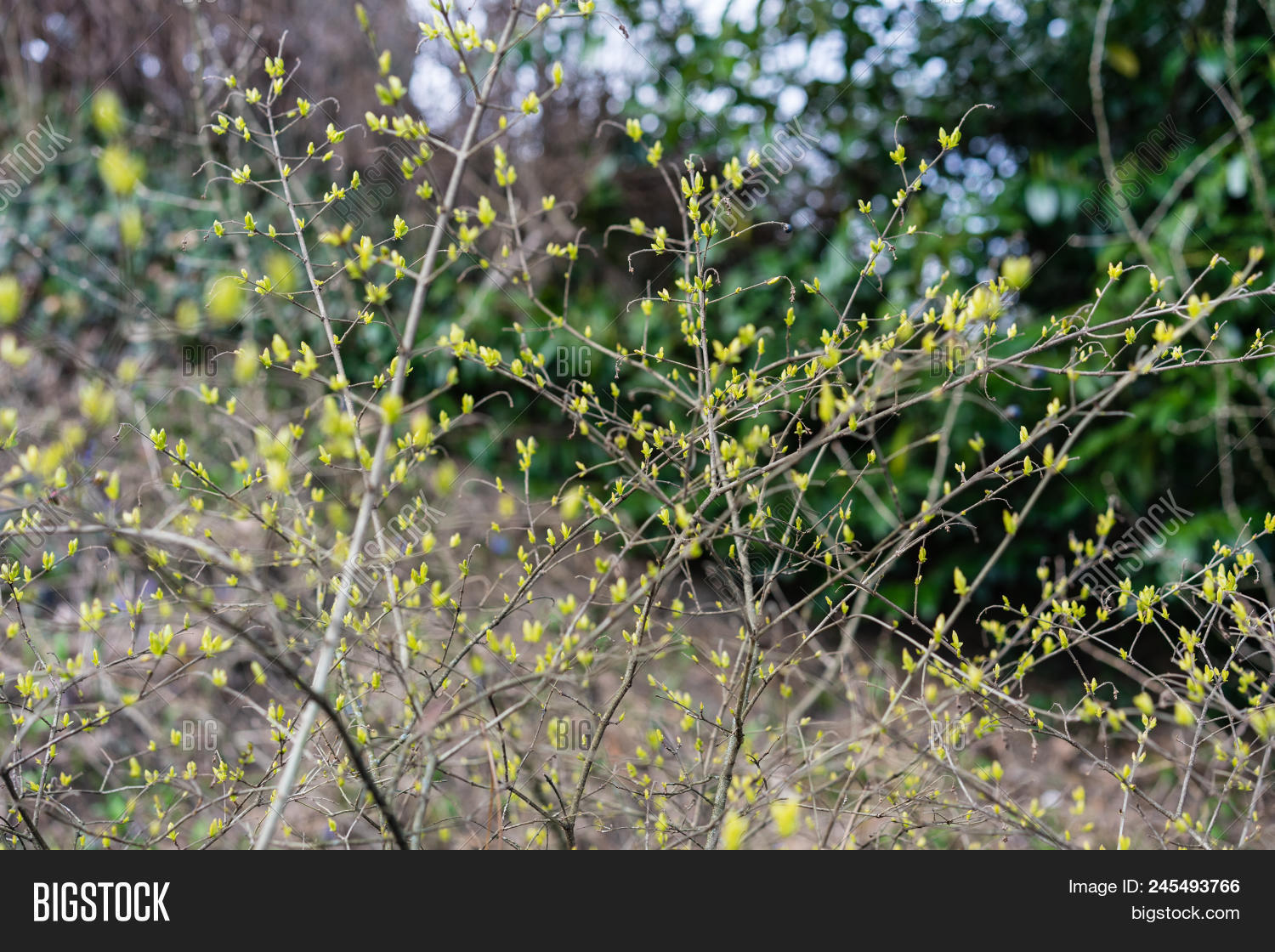 Fragile Plant Yellow Image & Photo (Free Trial) | Bigstock