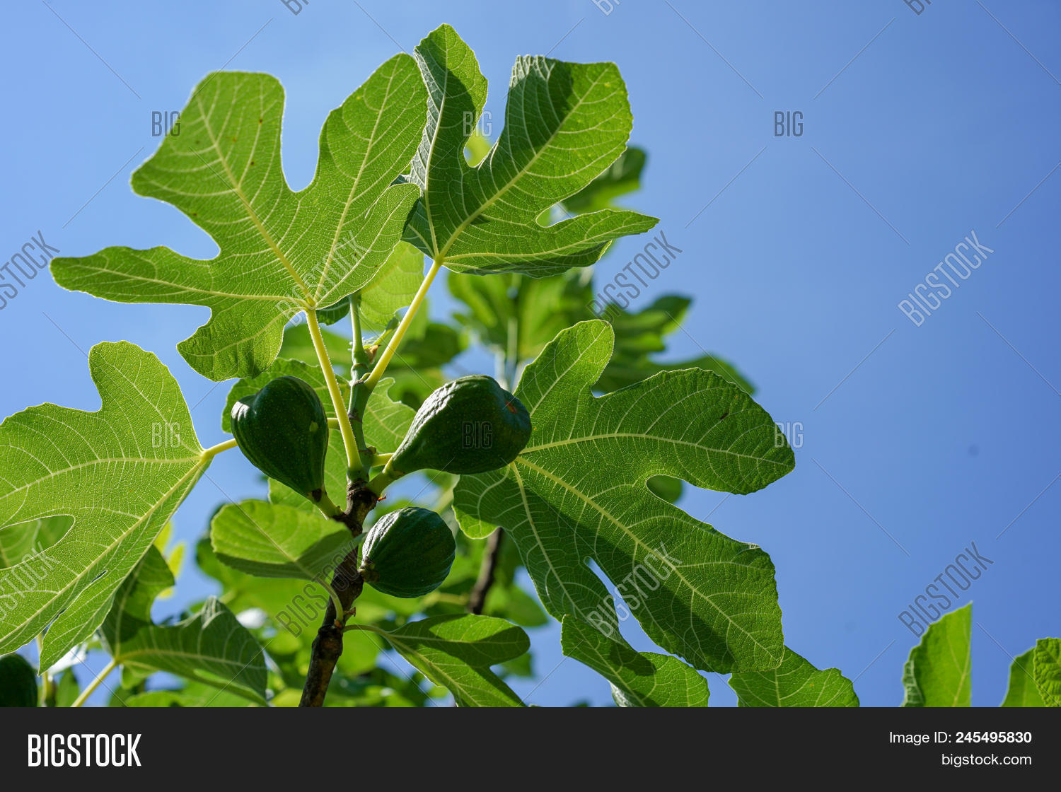 Ripe Fruit On Fig Tree Image & Photo (Free Trial) | Bigstock