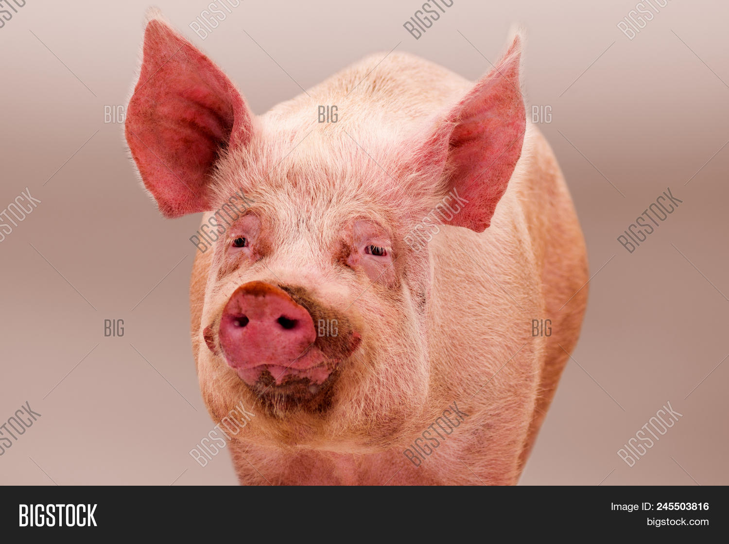 Animal Portrait Pink Image & Photo (Free Trial) | Bigstock