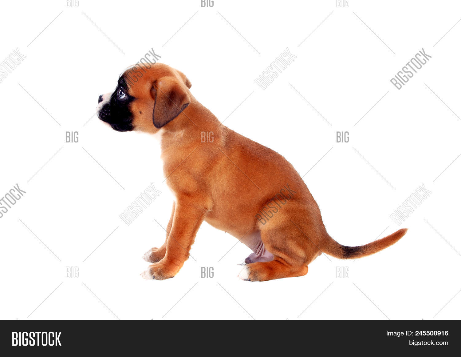 Profile Adorable Boxer Image & Photo (Free Trial) | Bigstock