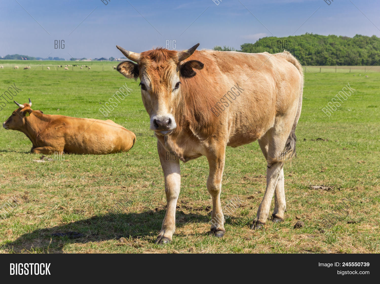 Limousin Cow Landscape Image & Photo (Free Trial) | Bigstock