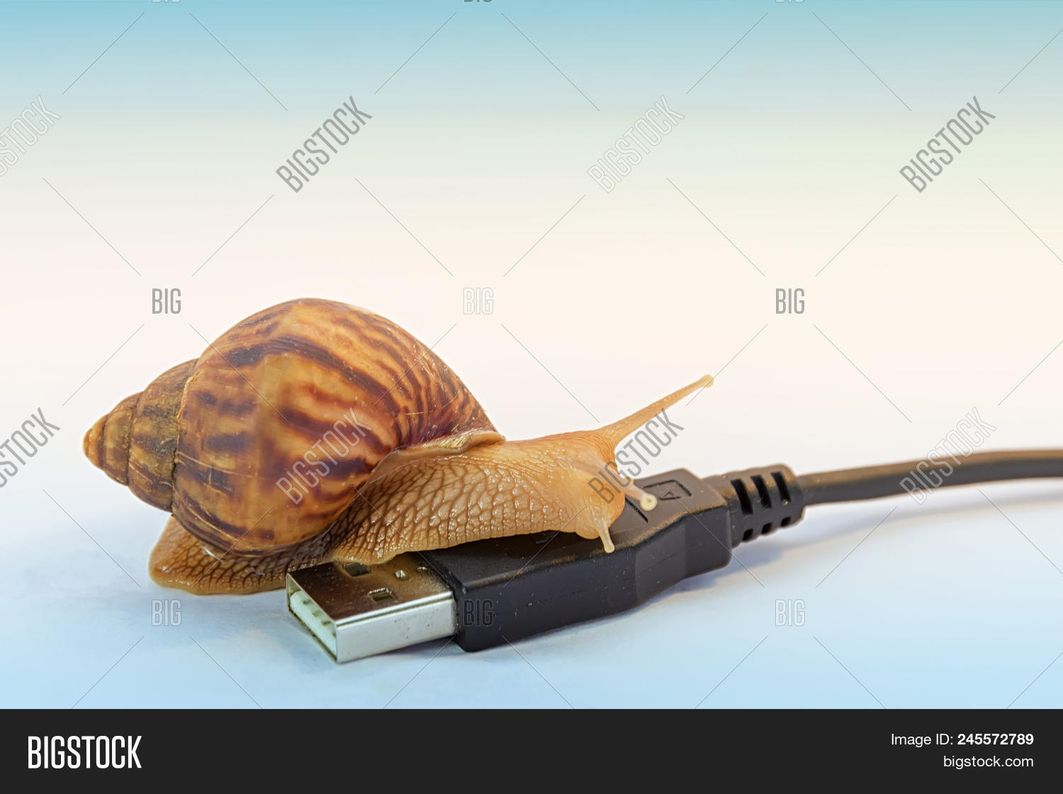 Snails Computer Cord Image & Photo (Free Trial) | Bigstock