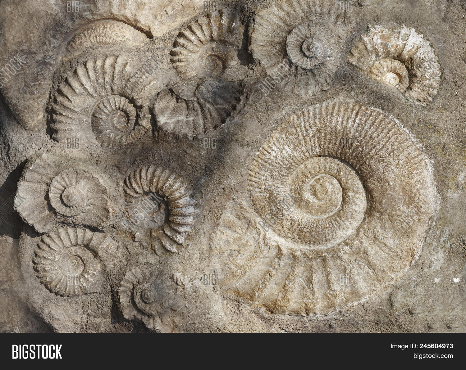 Prehistoric Fossilized Image & Photo (Free Trial) | Bigstock