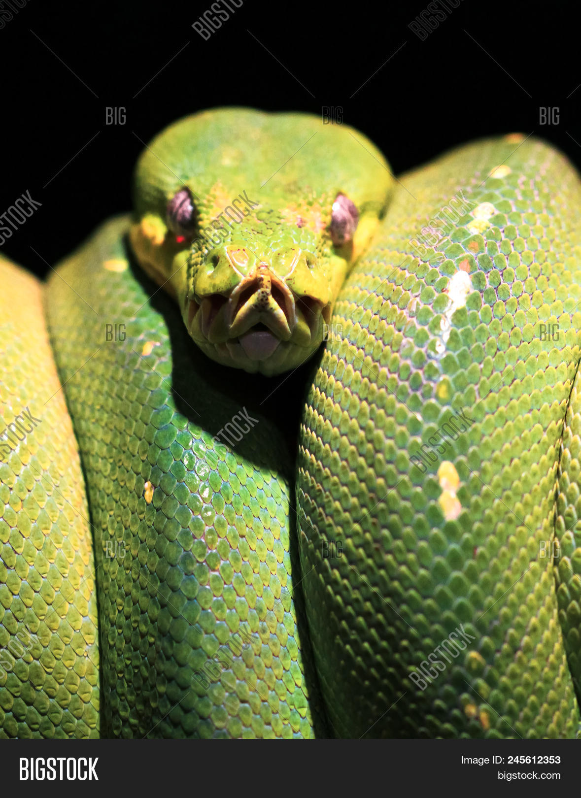 Green Tree Python ( Image & Photo (Free Trial) | Bigstock