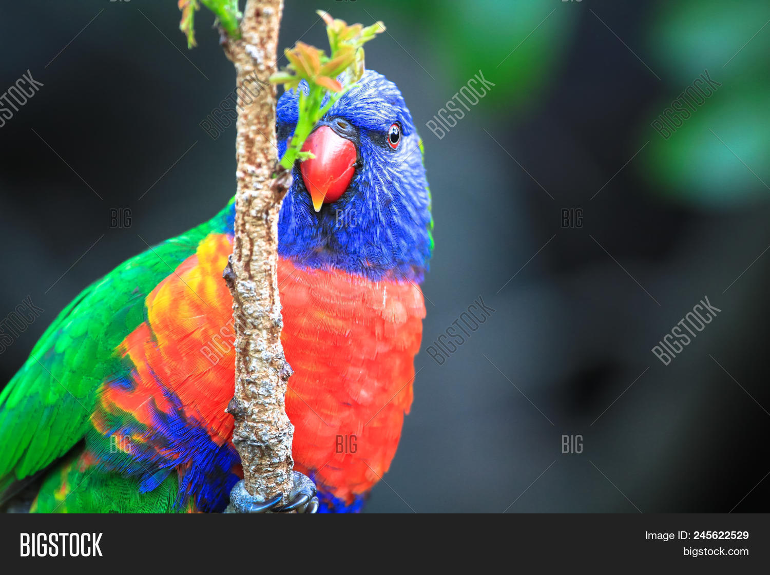 Adult Rainbow Lorikeet Image & Photo (Free Trial) | Bigstock