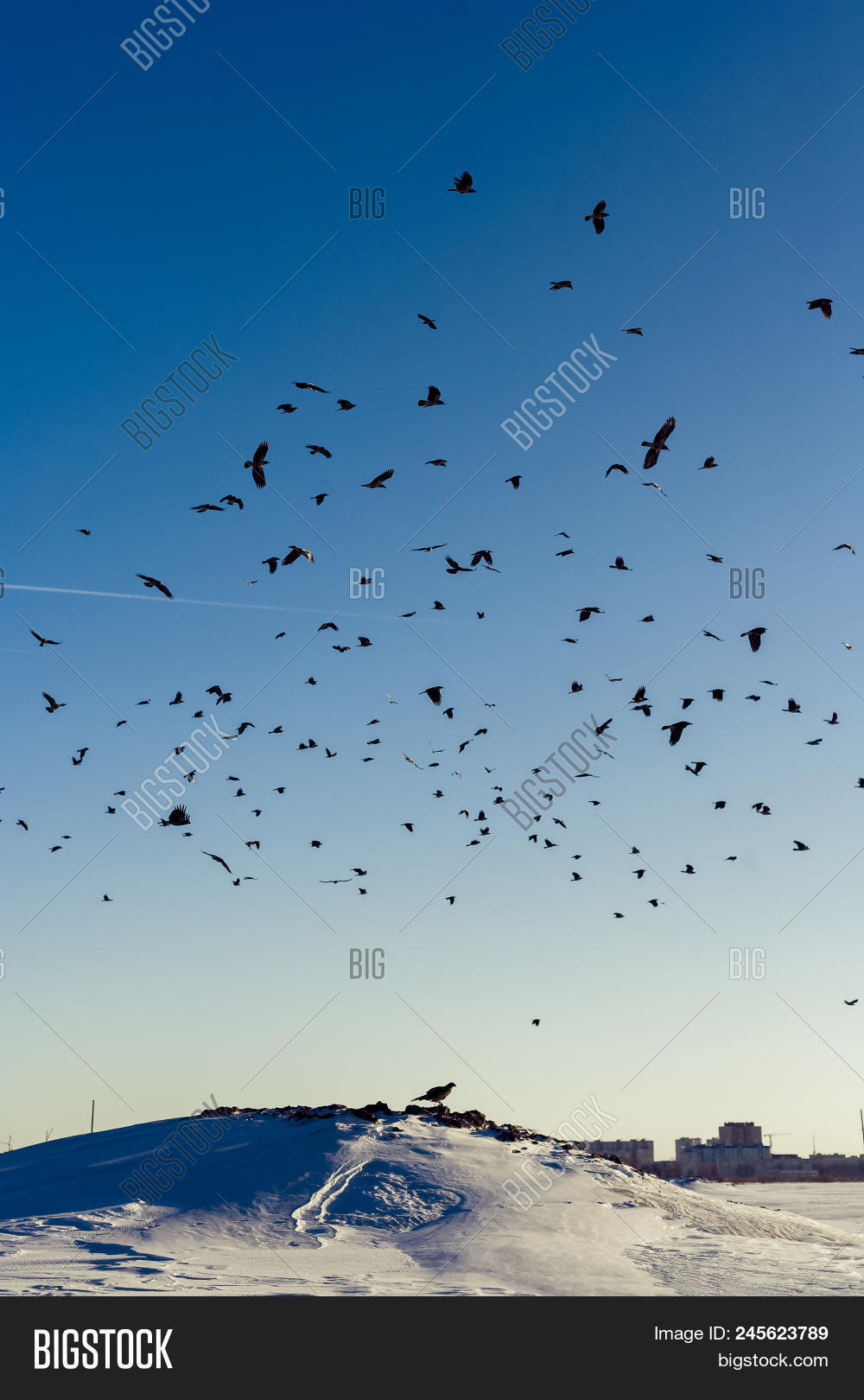 Big Crows Flock Image & Photo (Free Trial) | Bigstock