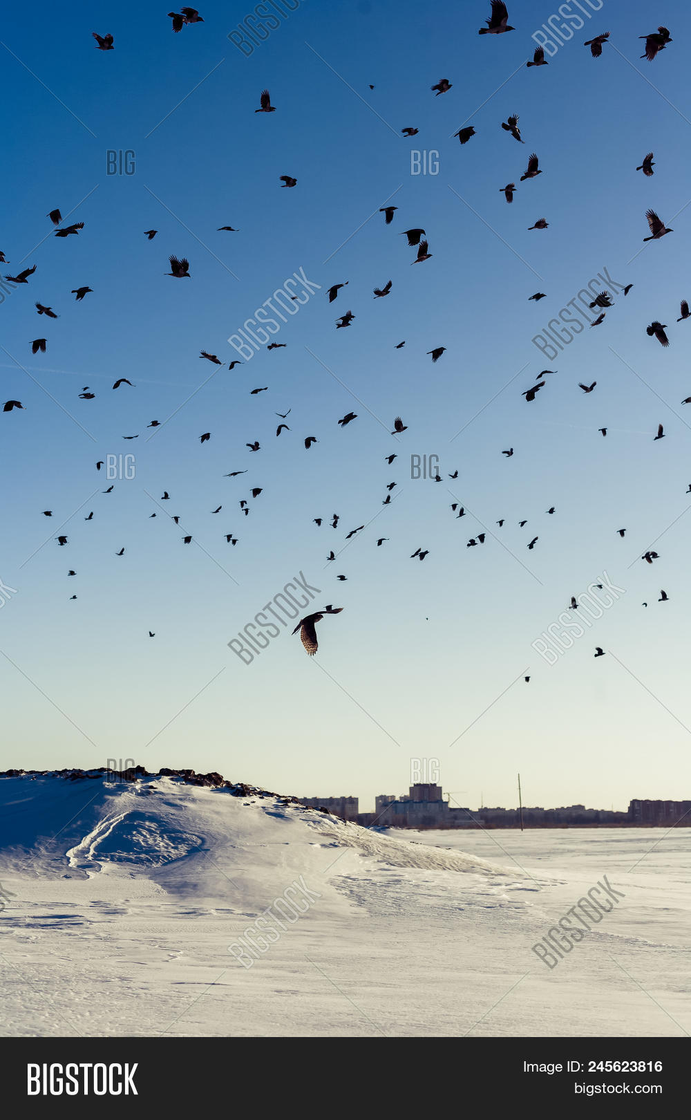 Big Crows Flock Image & Photo (Free Trial) | Bigstock