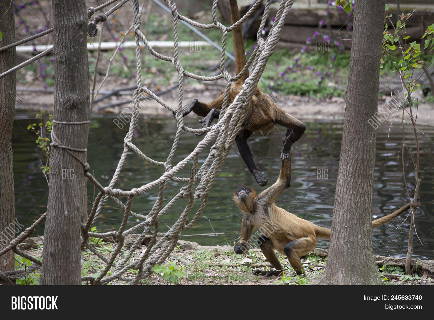 Geoffroy’s Spider Image & Photo (Free Trial) | Bigstock