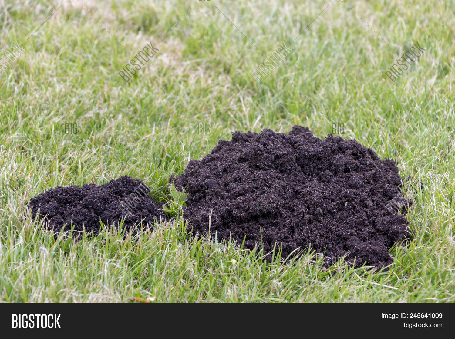 New Molehills On Lawn Image & Photo (Free Trial) | Bigstock