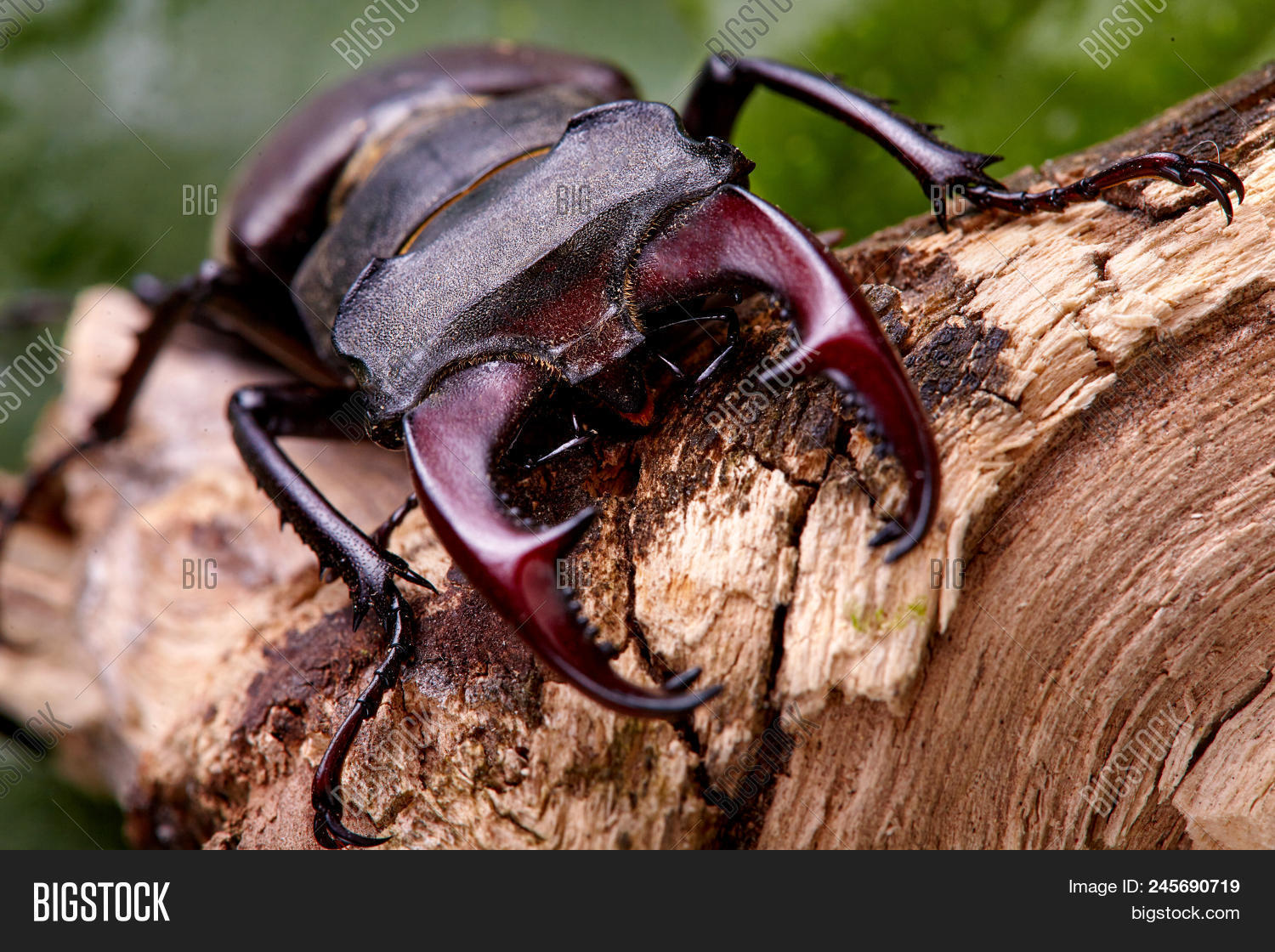 Closeup Stag Beetle Image & Photo (Free Trial) | Bigstock