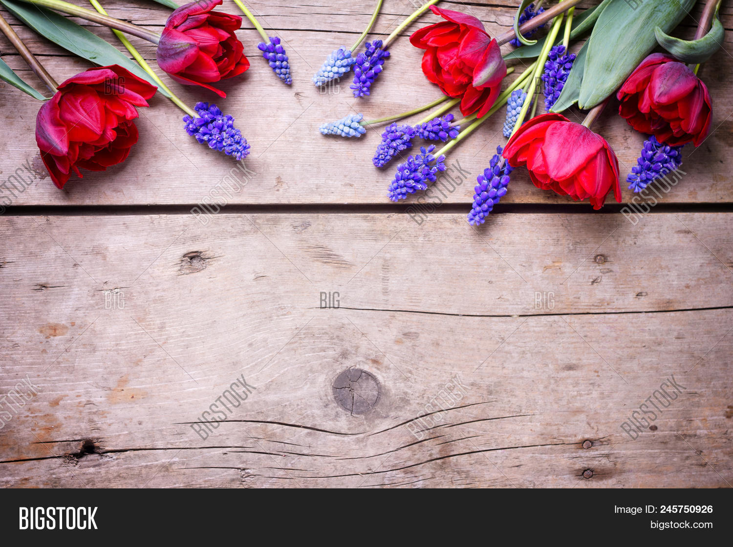 Frame Red Tulips Blue Image & Photo (Free Trial) | Bigstock