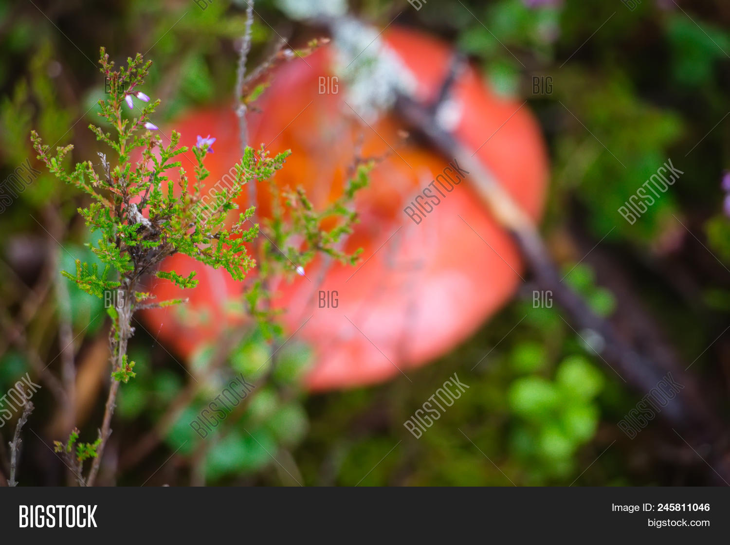 Russula Mushroom Image & Photo (Free Trial) | Bigstock