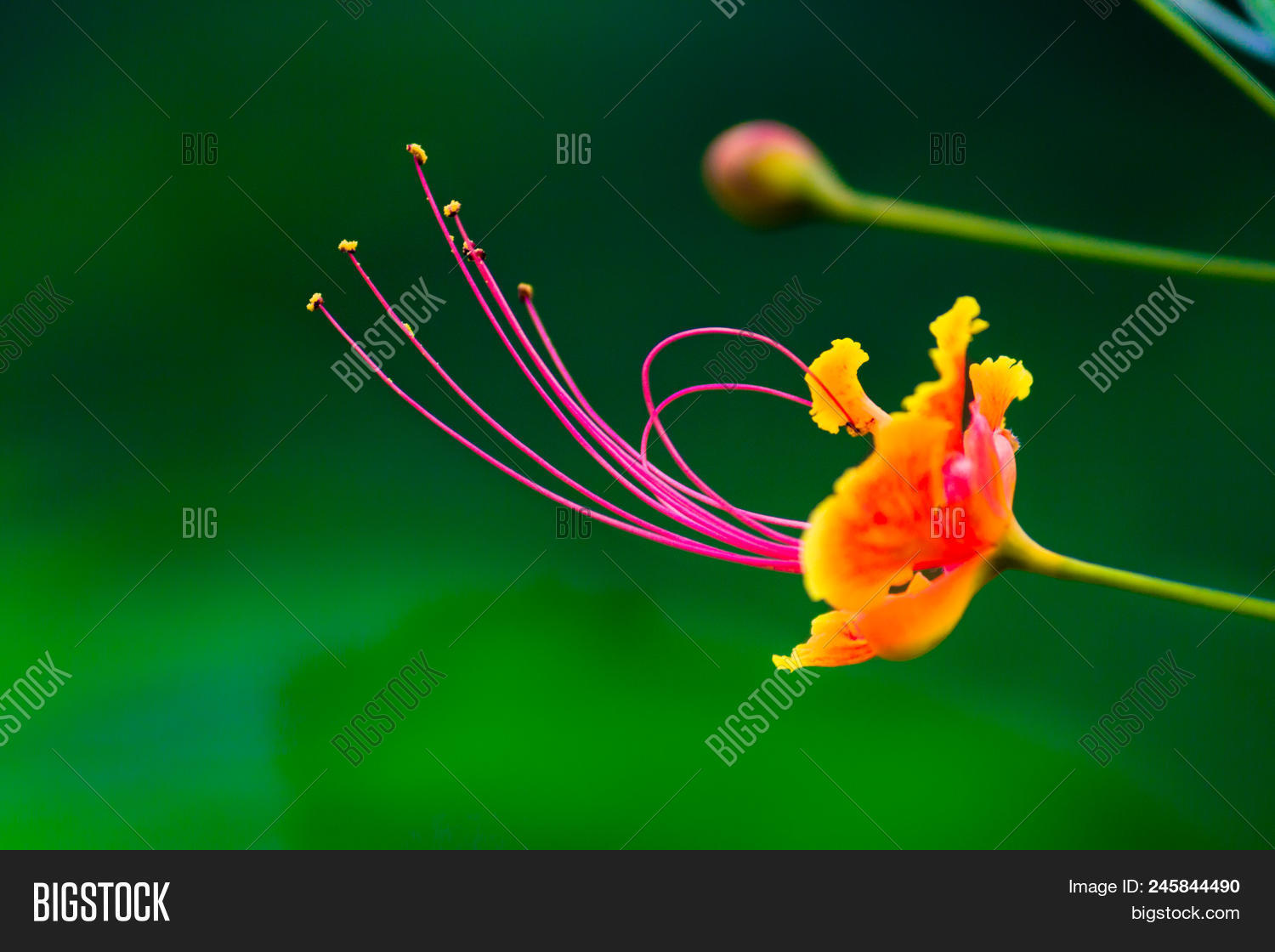 Single Gulmohar Flower Image & Photo (Free Trial) | Bigstock
