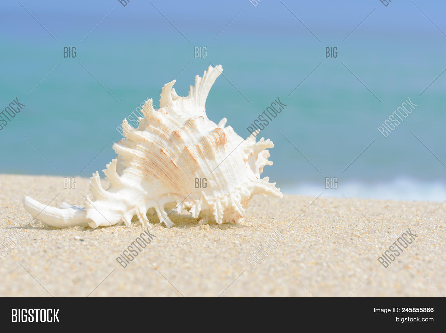Shell. Sea Mollusk. Image & Photo (Free Trial) | Bigstock
