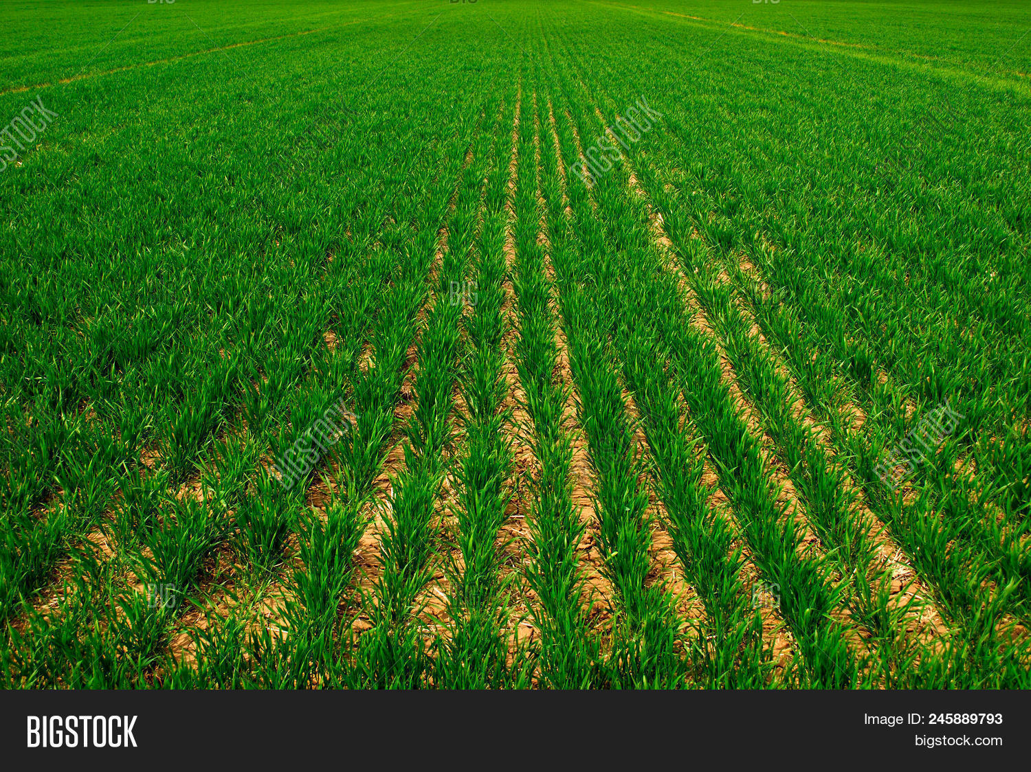 Green Fields Crops