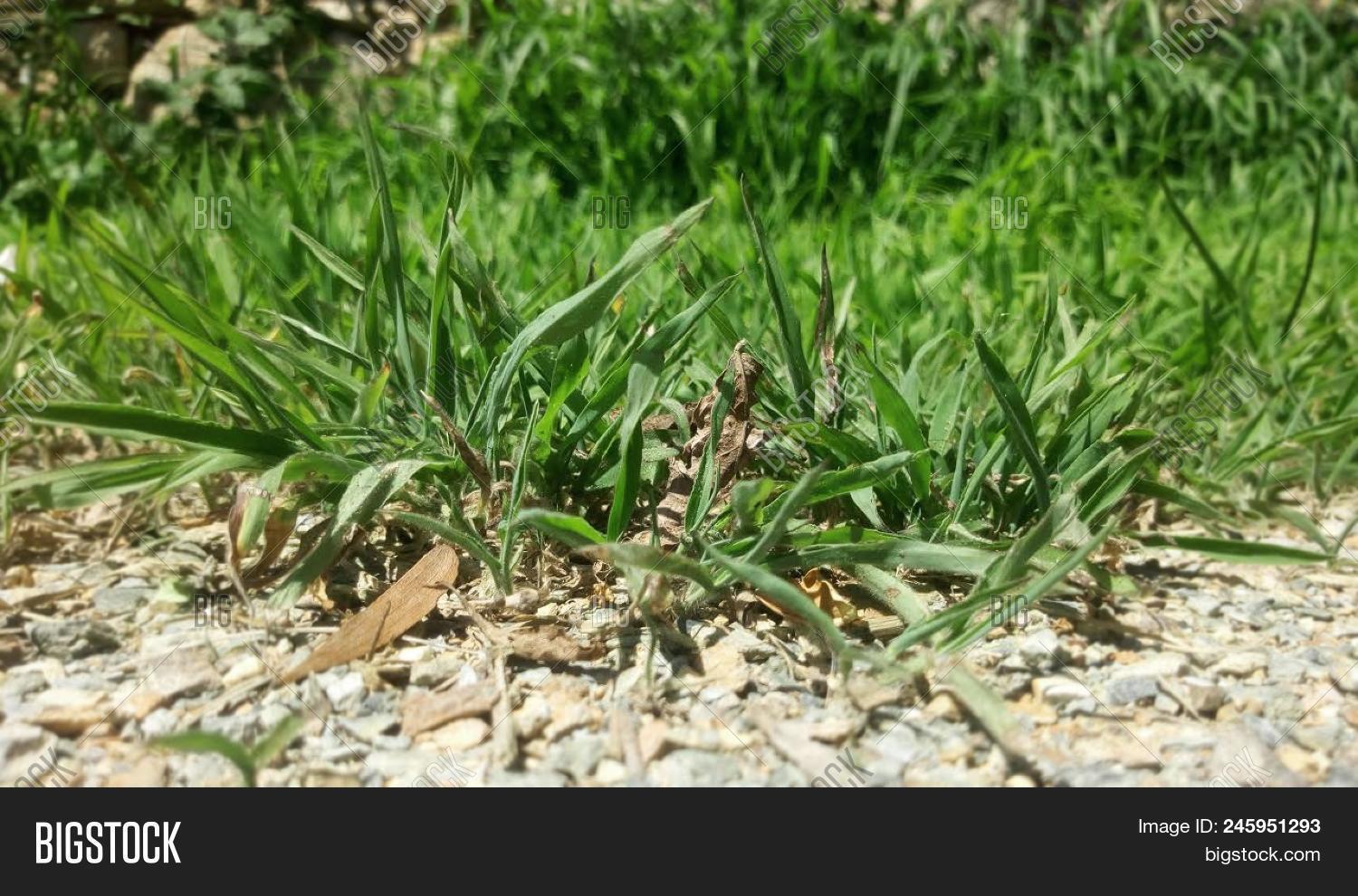 Grass Rock Meet Image & Photo (Free Trial) | Bigstock