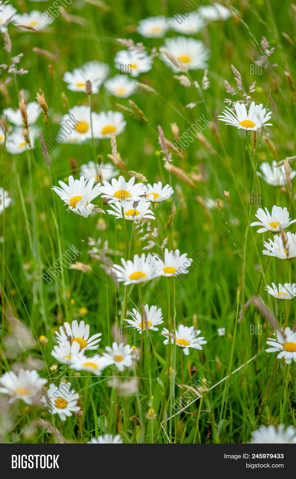 Atmospheric Bouquet Image & Photo (Free Trial) | Bigstock