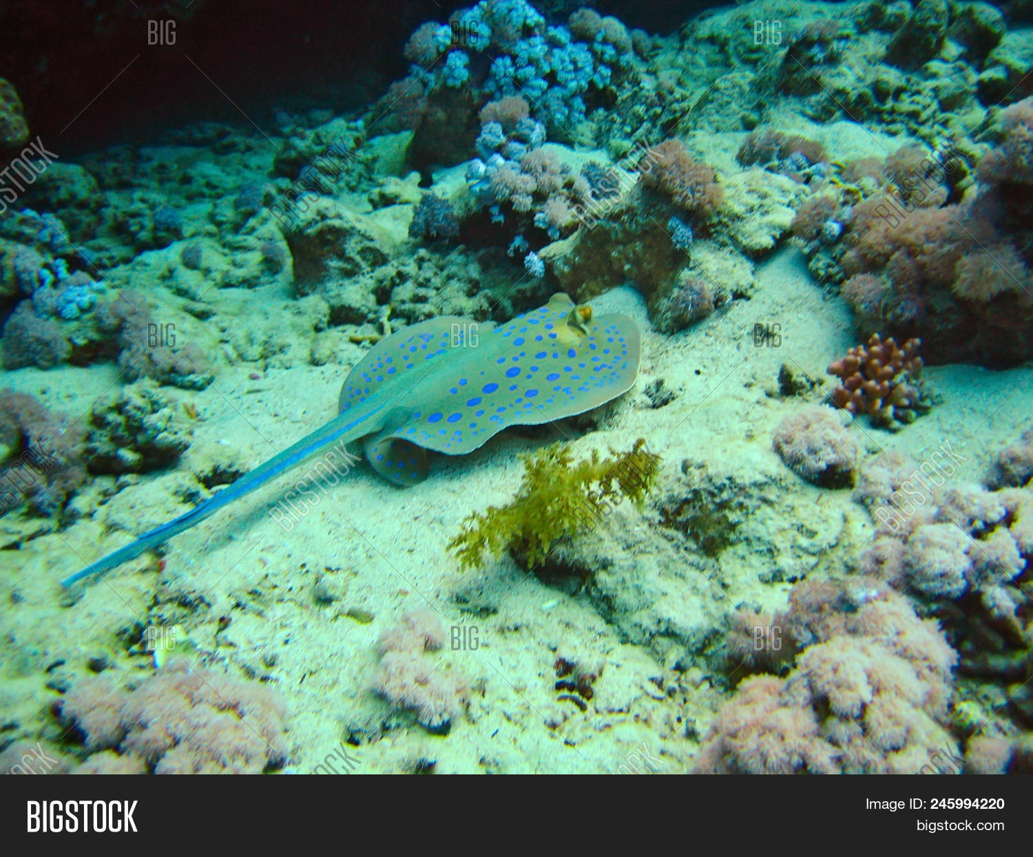 Skate Roundrays Sting Image & Photo (Free Trial) | Bigstock