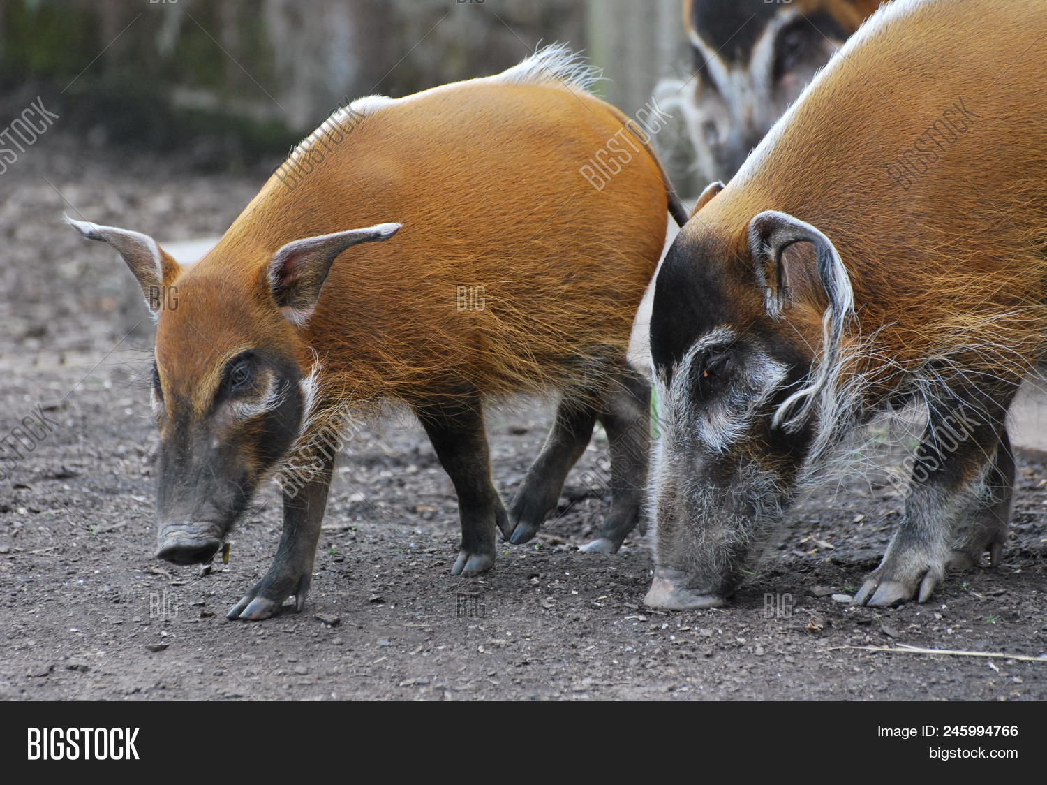 Red River Hogs ( Image & Photo (Free Trial) | Bigstock