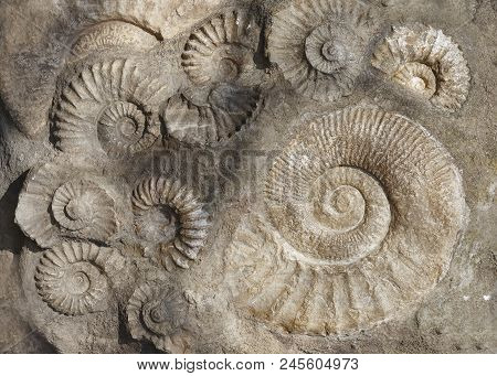 Prehistoric Fossilized Image & Photo (Free Trial) | Bigstock