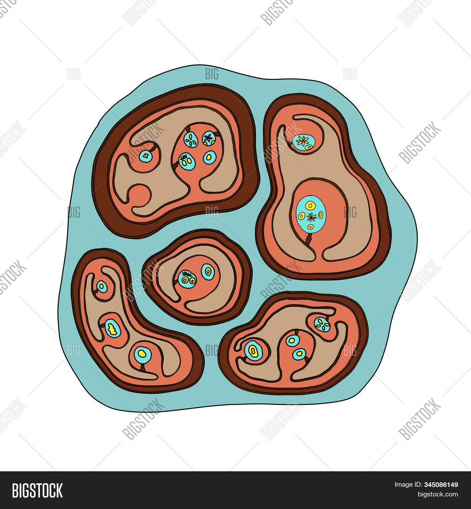 Structure Hydatid Cyst Image & Photo (Free Trial) | Bigstock