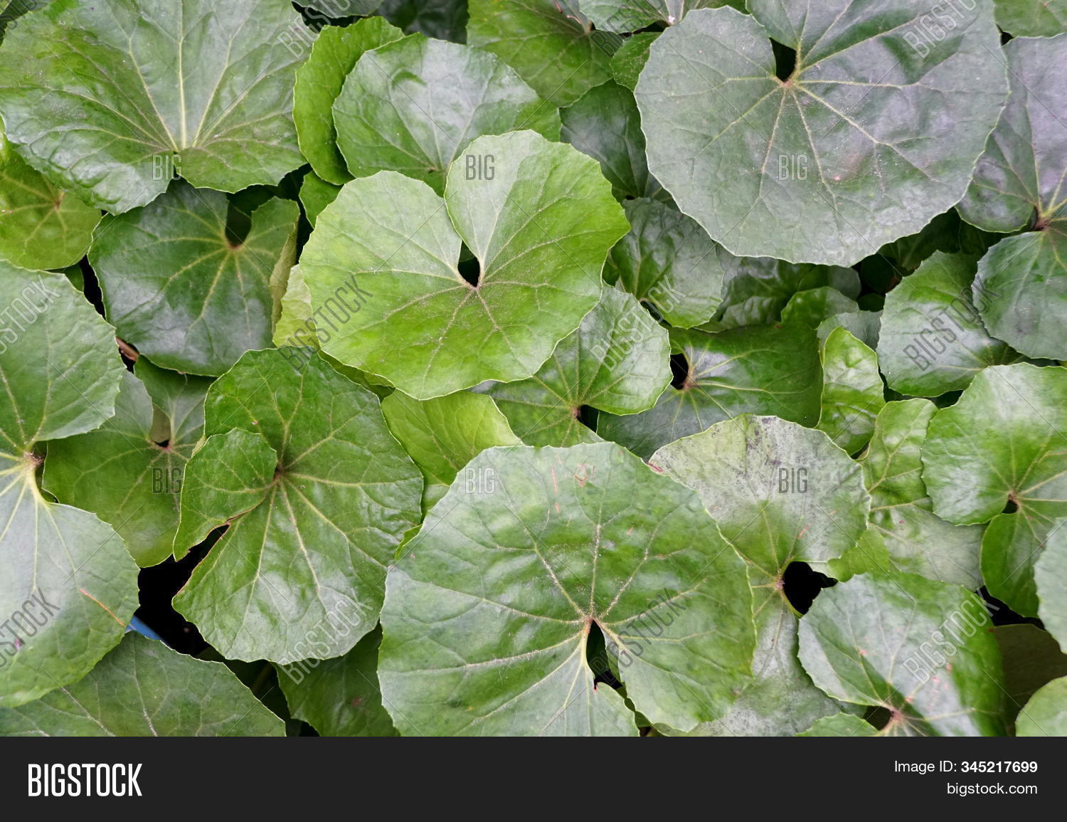 Beautiful Round Leaves Image & Photo (Free Trial) | Bigstock