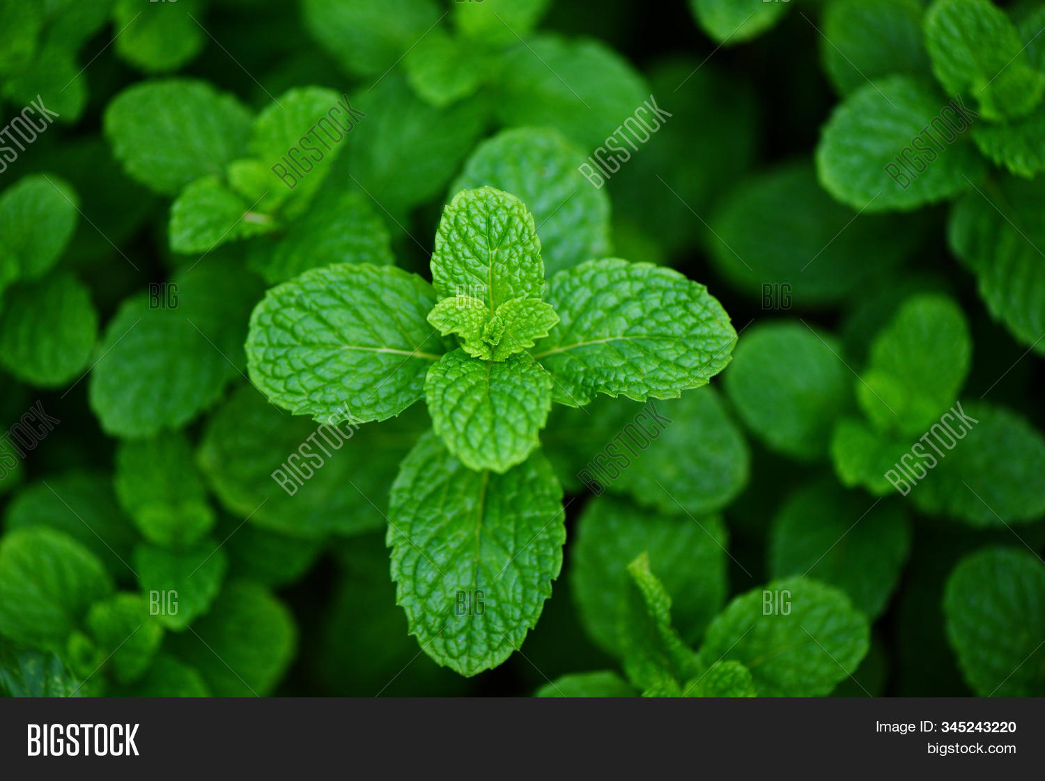 Peppermint Leaf Garden Image & Photo (Free Trial) | Bigstock