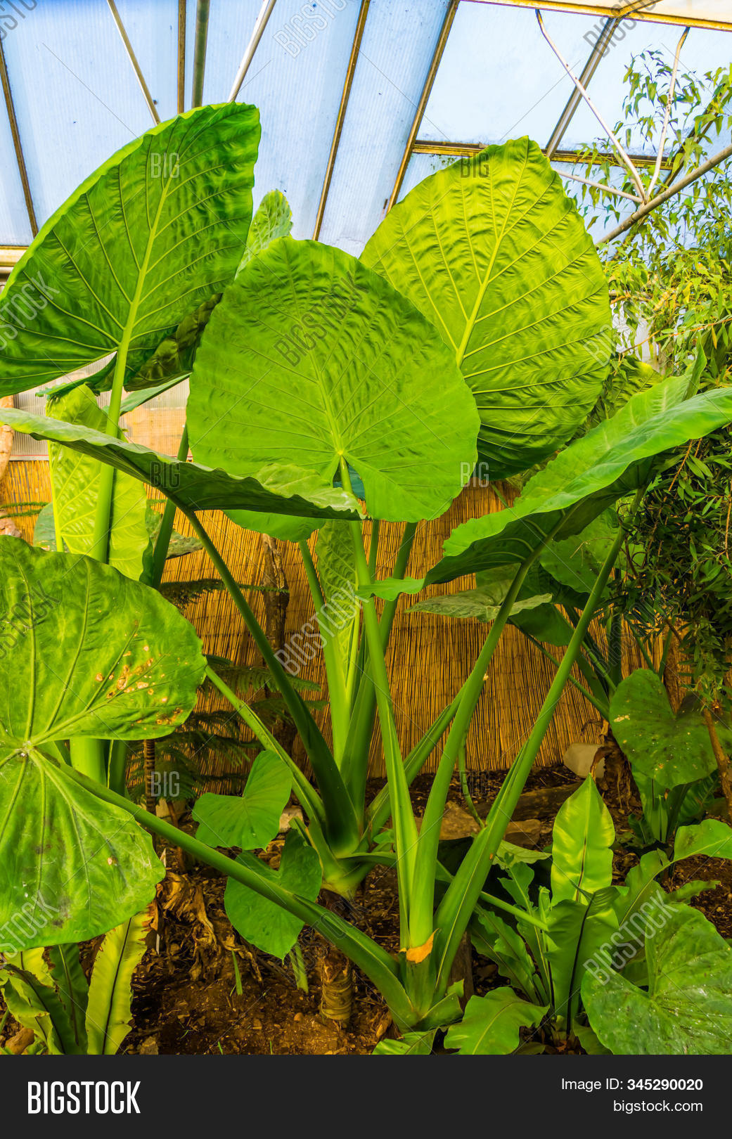 Giant Taro Plant