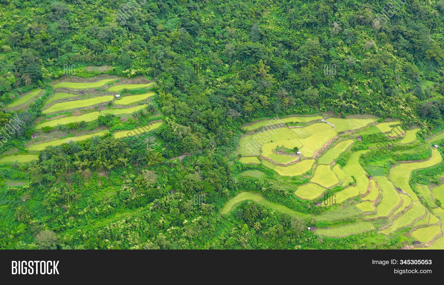Bright Landscape Rice Image & Photo (Free Trial) | Bigstock